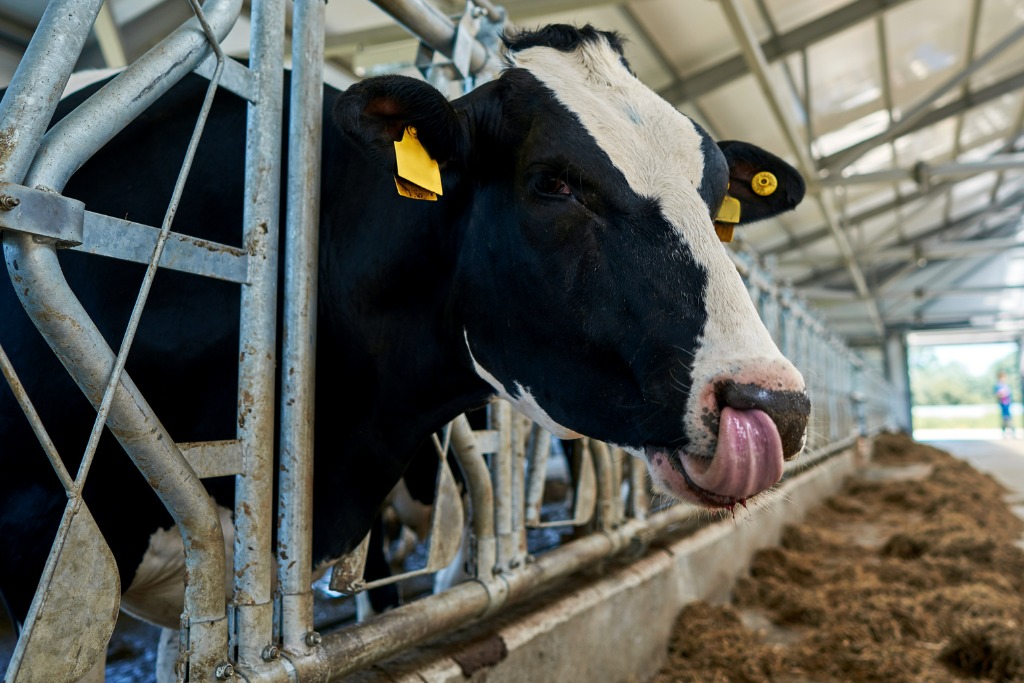 Why Molasses Is Important In Getting The Most From Your Silage